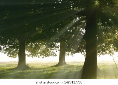 Oak Eastern Sun Rays Stock Photo 1493117783 | Shutterstock