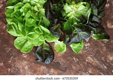 20,301 Oak leaf salad Images, Stock Photos & Vectors | Shutterstock