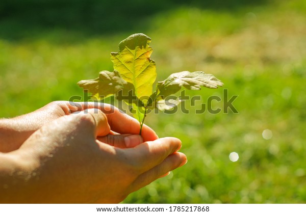 Oak Sapling Hands Leaves Rays Sunlight Stock Photo 1785217868 ...