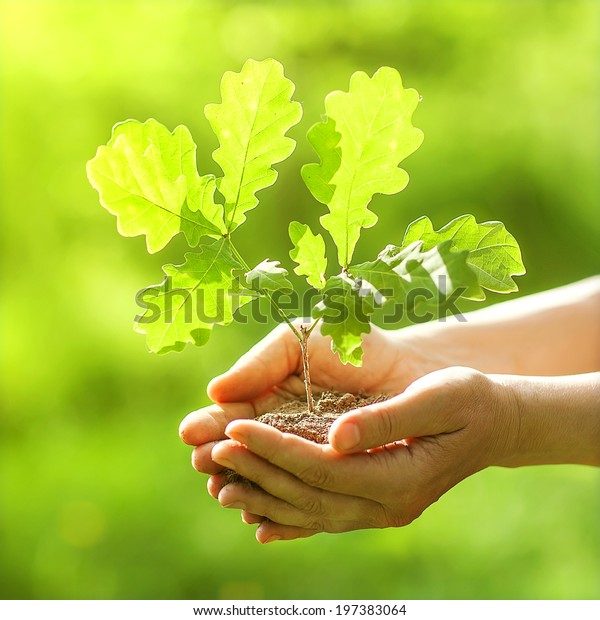 Oak Sapling Hands Leaves Rays Sunlight Stock Photo (Edit Now) 197383064