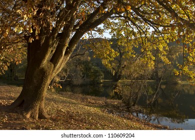 Oak Tree Stock Photo 110609204 | Shutterstock