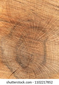 Oak Tree Cross Section Ring Texture Stock Photo 1102217852 | Shutterstock