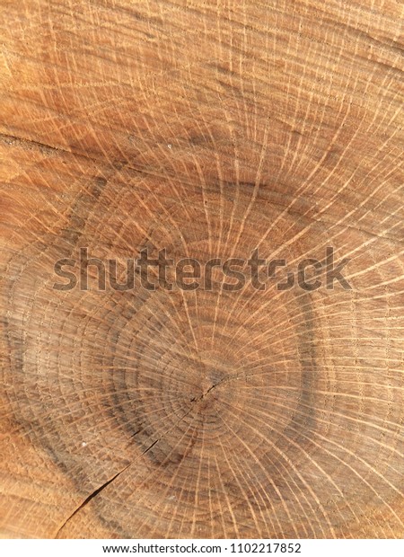 Oak Tree Cross Section Ring Texture Stock Photo 1102217852 | Shutterstock