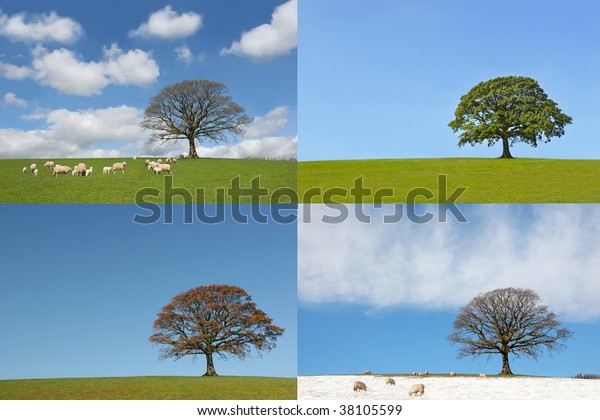 Oak Tree Four Seasons Spring Summer Stock Photo (Edit Now) 38105599