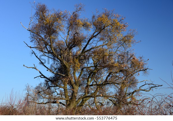 Oak Tree Heavily Infested Mistletoe Outside Stock Photo 553776475 ...