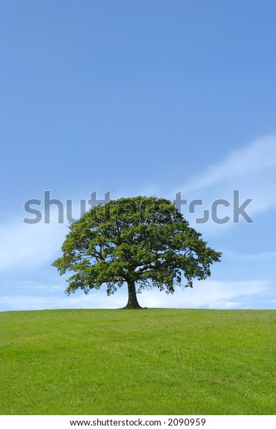 Oak Tree Full Leaf Standing Alone Stock Photo (Edit Now) 2090959