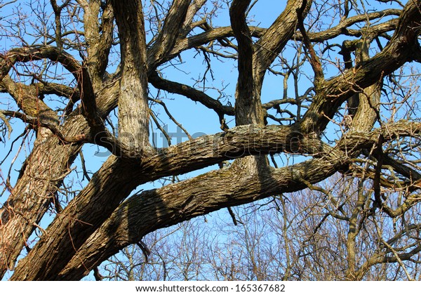 Oak Tree Limbs Stretch Sky Illinois Stock Photo 165367682 | Shutterstock