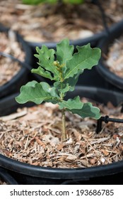 Oak Tree Sapling Stock Photo 193686785 | Shutterstock