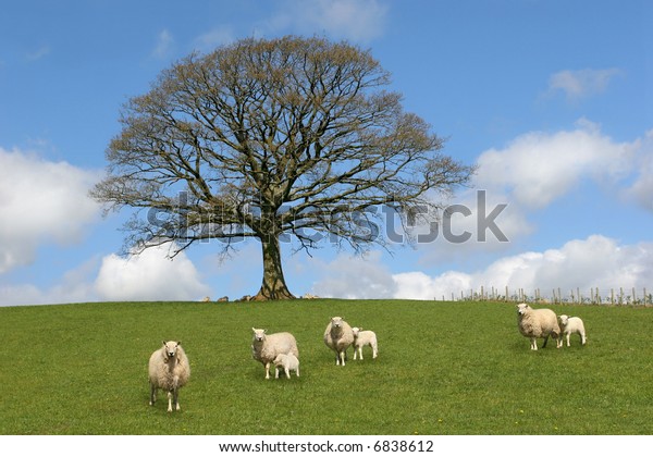 Oak Tree Spring Sheep Lambs Grazing Stock Photo (Edit Now) 6838612