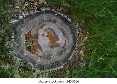 Oak Tree Stump Stock Photo 1450666 | Shutterstock
