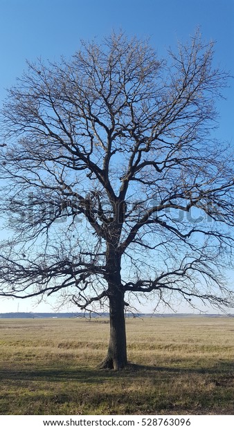 Oak Tree Without Leaves Stock Photo 528763096 | Shutterstock