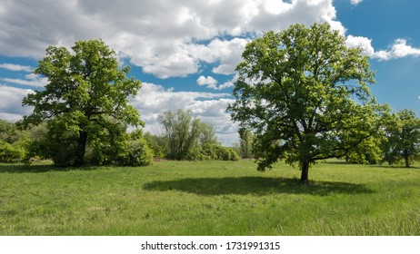 Oak Trees Casting Shadow Over Meadow Stock Photo 1731991315 | Shutterstock
