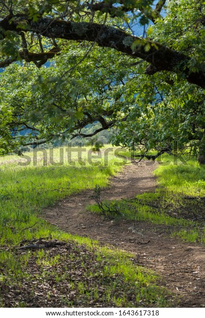 Oak Trees Create Arch Over Path Stock Photo 1643617318 | Shutterstock