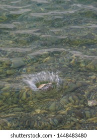Object Dropping Water Creating Random Splash Stock Photo 1448483480 ...