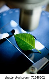 14,383 Leaf microscope 图片、库存照片和矢量图 | Shutterstock