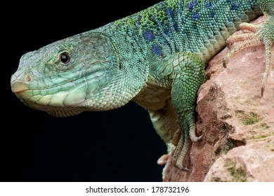 Algerian Ocellated Lizard Timon Pater Stock Photo (Edit Now) 1441122929