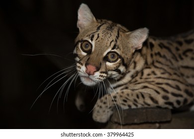 Ocelot Captive Stock Photo (Edit Now) 379964425