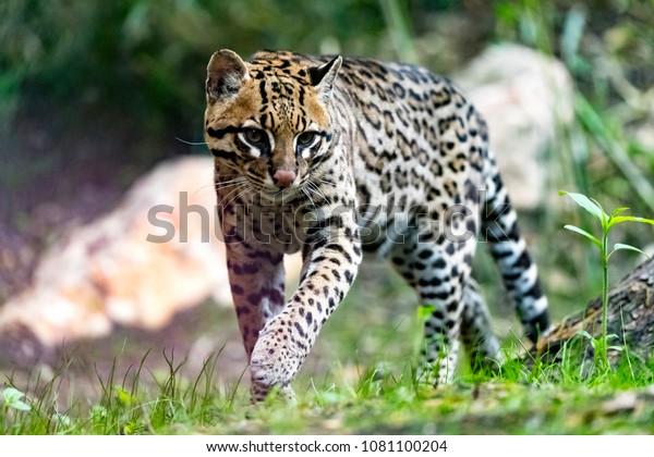 El ocelot o Leopardus pardalis