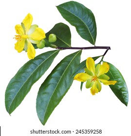1,660 Ochna integerrima Images, Stock Photos & Vectors | Shutterstock