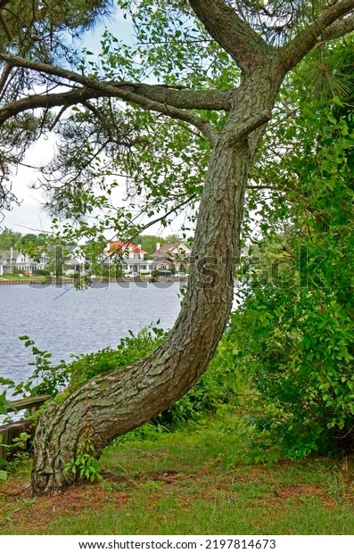 Odd Shaped Tree Misshapen Tree Trunks Stock Photo 2197814673 | Shutterstock