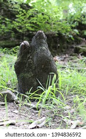 Odd Tree Root Growing Stock Photo 1394836592 | Shutterstock