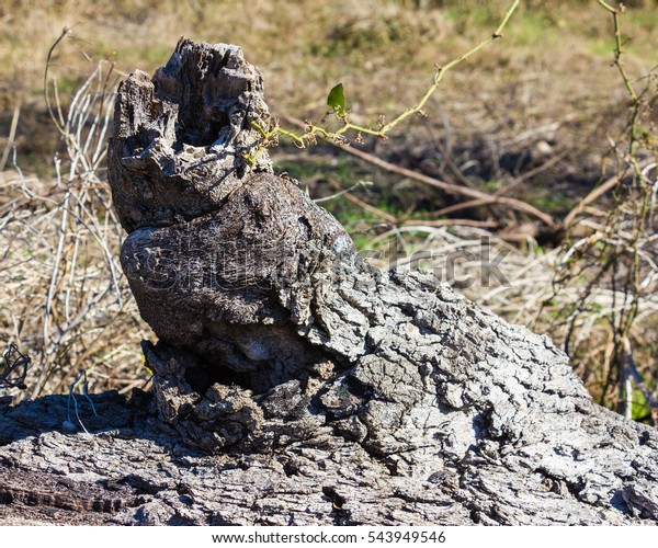 Oddly Shaped Dead Tree Limb Stock Photo 543949546 | Shutterstock
