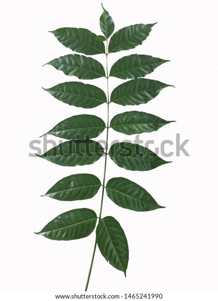 76 Odd Pinnate Leaves Images, Stock Photos & Vectors | Shutterstock