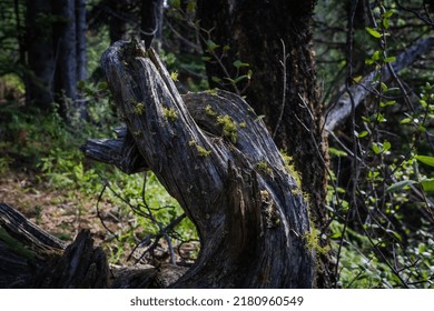 2,348 Warped tree Images, Stock Photos & Vectors | Shutterstock