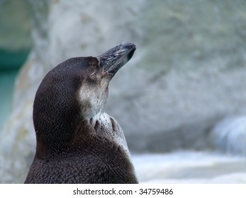 Offended Penguin Stock Photo 34759486 | Shutterstock