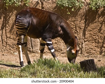 Stock Photo and Image Portfolio by Jim Feliciano | Shutterstock