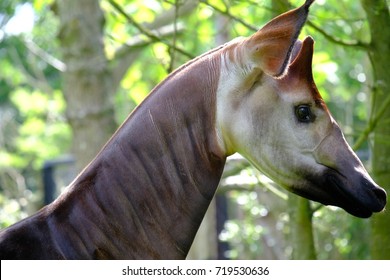 Okapi Okapia Johnstoni Forest Giraffe Zebra Stock Photo 1784885846 ...