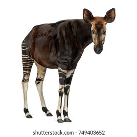 Side View Okapi Standing Okapia Johnstoni库存照片171205466 | Shutterstock