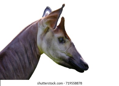 Okapi White Background Isolated Stock Photo 719558878 | Shutterstock