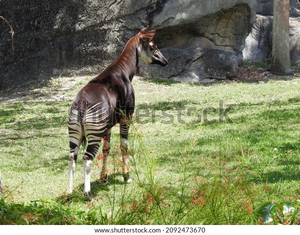 Okapi Zoo Closeup Stock Photo 2092473670 | Shutterstock
