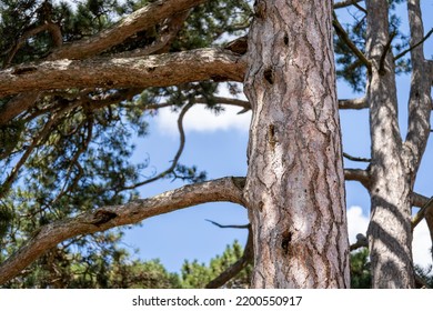 Old 200 Year Old Pine Trees Stock Photo 2200550917 | Shutterstock