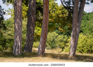 Old 200 Year Old Pine Trees Stock Photo 2200550923 | Shutterstock