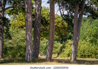 657 200 year old trees 图片、库存照片和矢量图 | Shutterstock