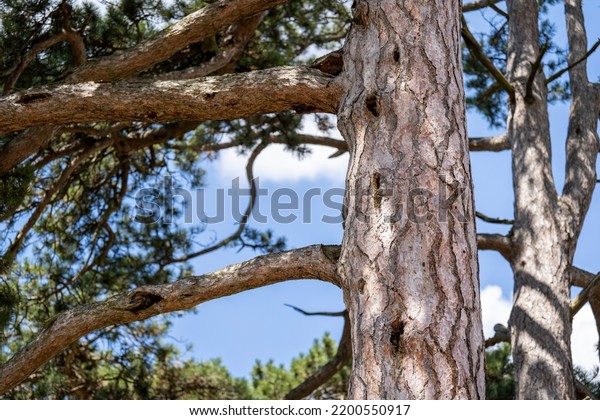 Old 200 Year Old Pine Trees Stock Photo 2200550917 | Shutterstock
