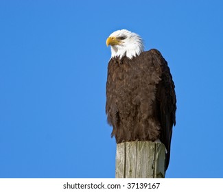 45,427 Old eagle Images, Stock Photos & Vectors | Shutterstock