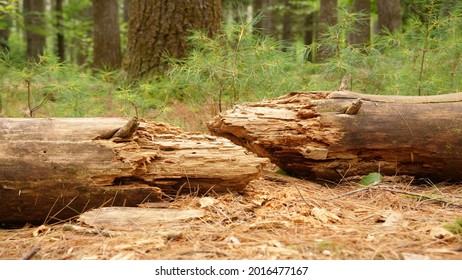 16,203 Broken logs Images, Stock Photos & Vectors | Shutterstock