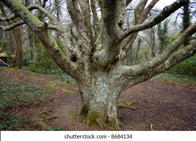 Old Beech Tree Cornwall Uk Stock Photo 8684134 | Shutterstock