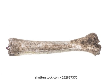 138,988 Old bone Images, Stock Photos & Vectors | Shutterstock