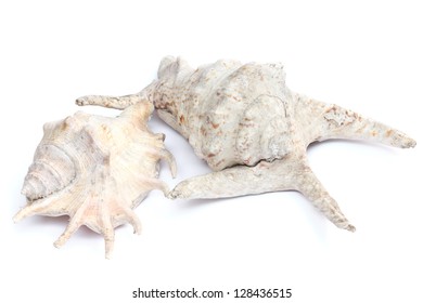 Old Conch Shell Stock Photo (Edit Now) 128436524