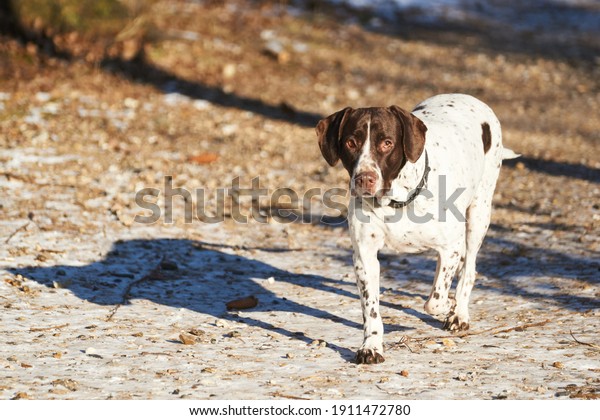 37 Old Danish Pointer Images, Stock Photos & Vectors | Shutterstock