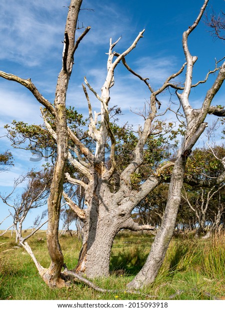 Old Dead Oak Tree Quercus Robur Stock Photo 2015093918 | Shutterstock