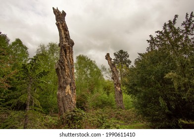 1,741 Tree Trunk Upright Images, Stock Photos & Vectors | Shutterstock