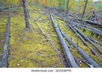 49,222 Fallen Tree Trunk Images, Stock Photos & Vectors | Shutterstock