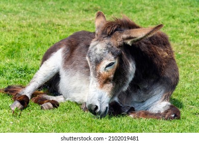 593 Donkey lying Images, Stock Photos & Vectors | Shutterstock