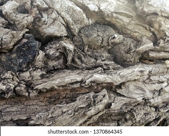 Old Dry Tree Gray Texture Outdoor Stock Photo 1370864345 | Shutterstock