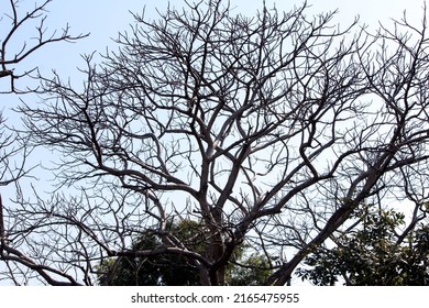 1.441 imagens de Tree without leaves with roots Imagens, fotos stock e ...